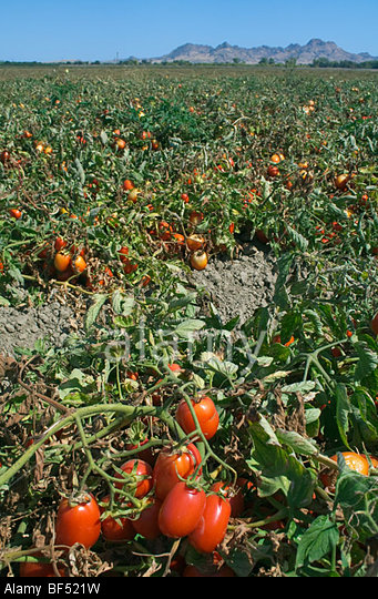 Agriculture - Field of mature processing tomatoes, ready for harvest ...