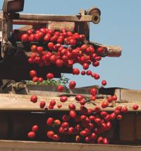 dumping tomatoes - Westcon Foods, Inc